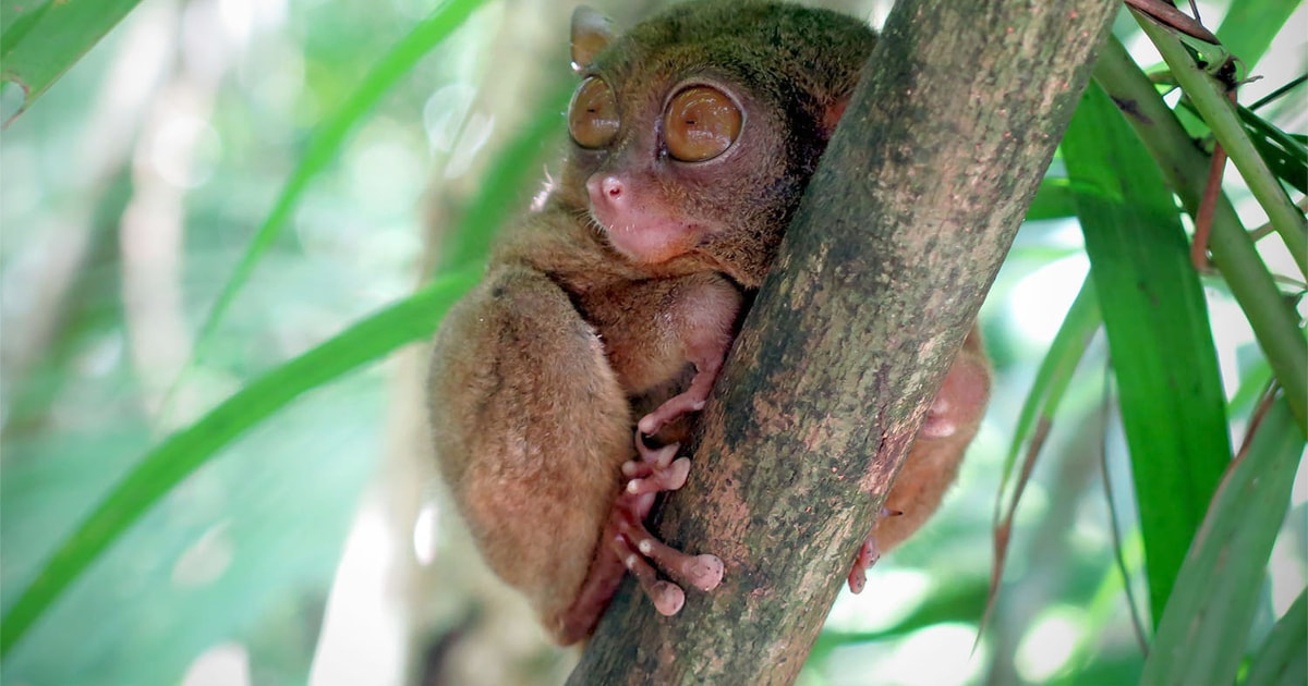 Panglao: Dao, Forests, and Tarsier Sanctuary Tour with Lunch | GetYourGuide