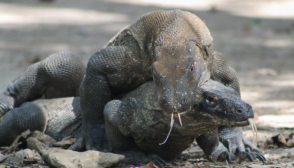 Excursión a la isla de Komodo: 3días 2noches | GetYourGuide
