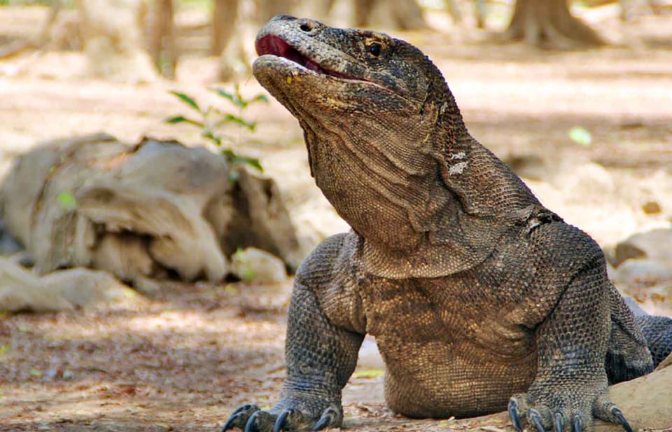 Excursión a la isla de Komodo: 3días 2noches | GetYourGuide