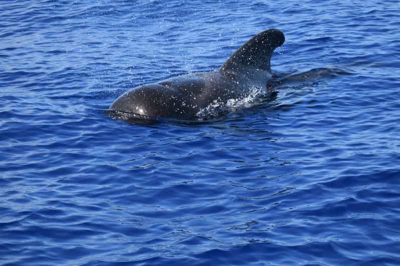 Funchal: Private Catamaran Tour with Dolphin Watching | GetYourGuide