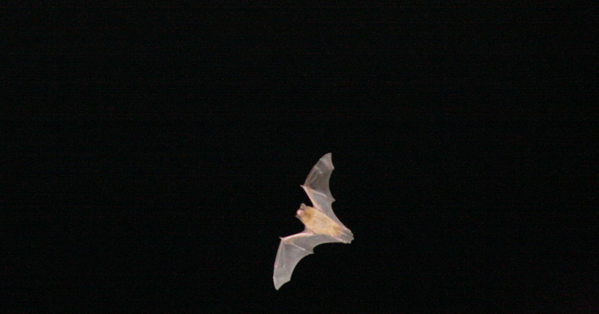Bat Watching Madeira | GetYourGuide