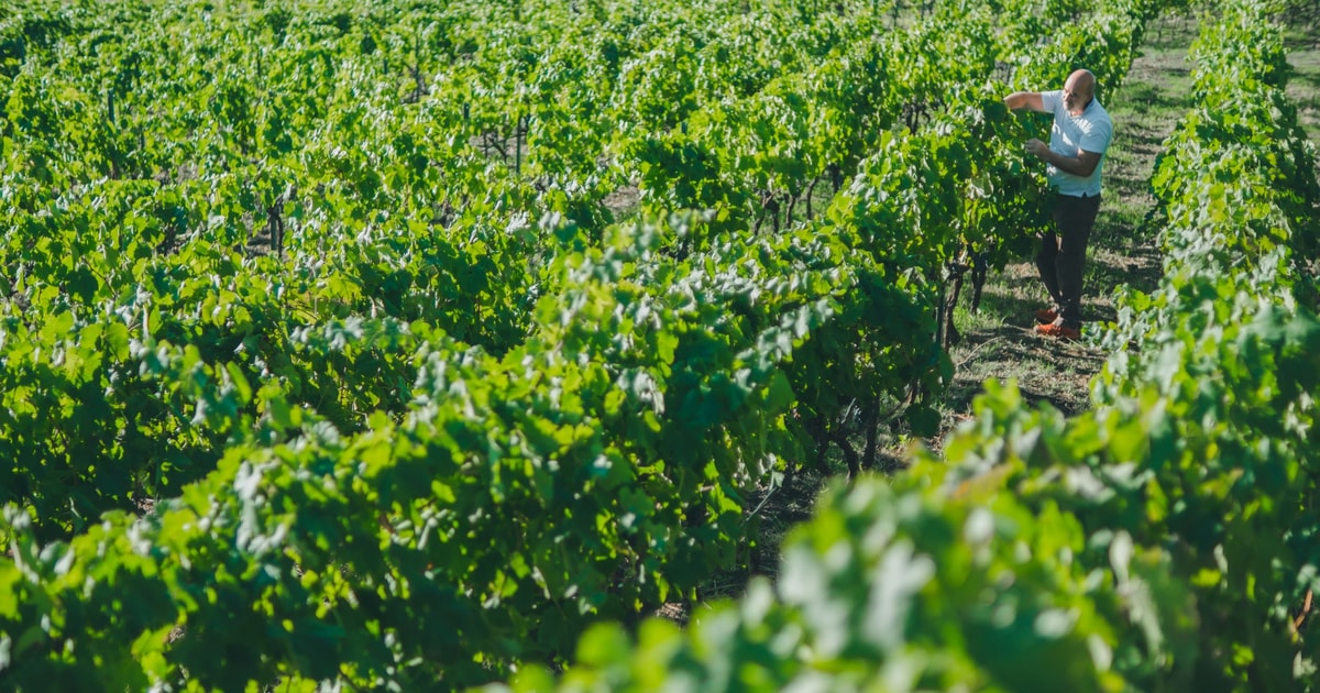 Volcano & Wine | GetYourGuide