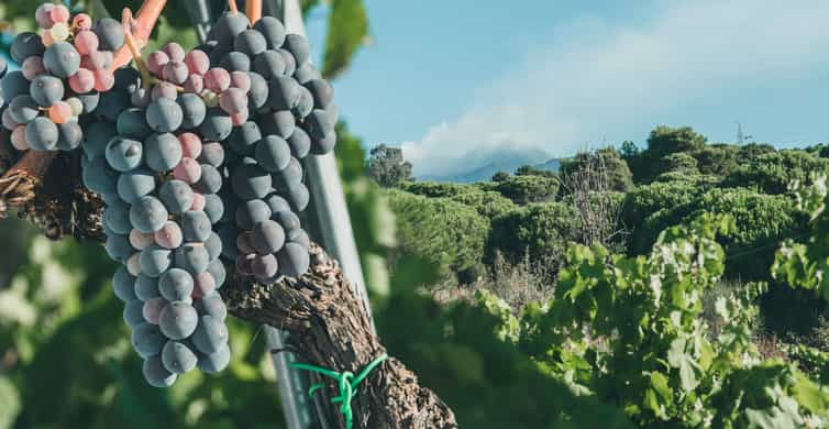 Volcano & Wine | GetYourGuide