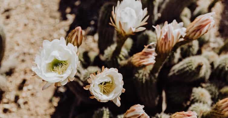 Cactus Country: Entry Ticket | GetYourGuide