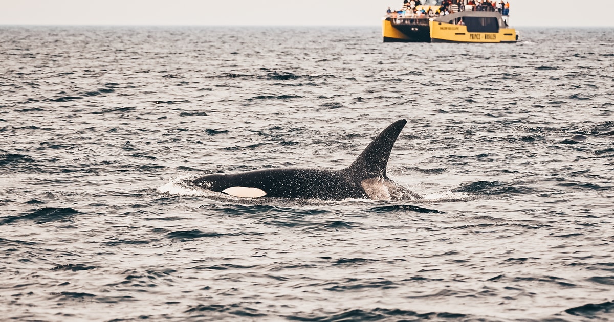 Victoria: Avventura coperta per l'osservazione delle balene con foto ...