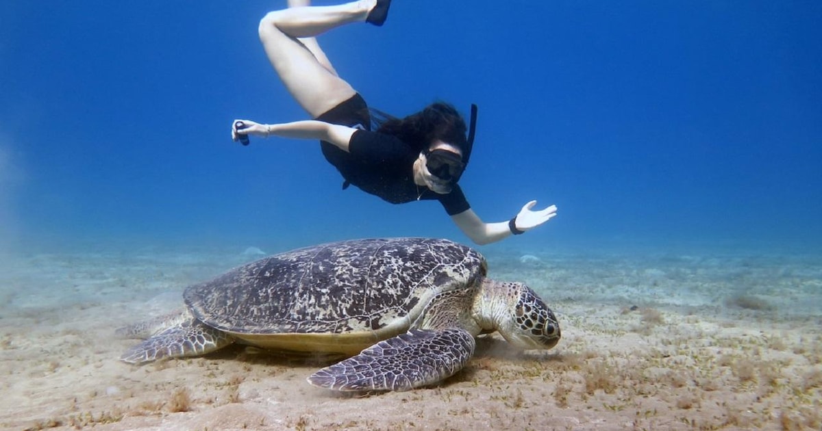 From Hurghada: Abu Dabab Beach and Marsa Alam Full-Day Tour | GetYourGuide
