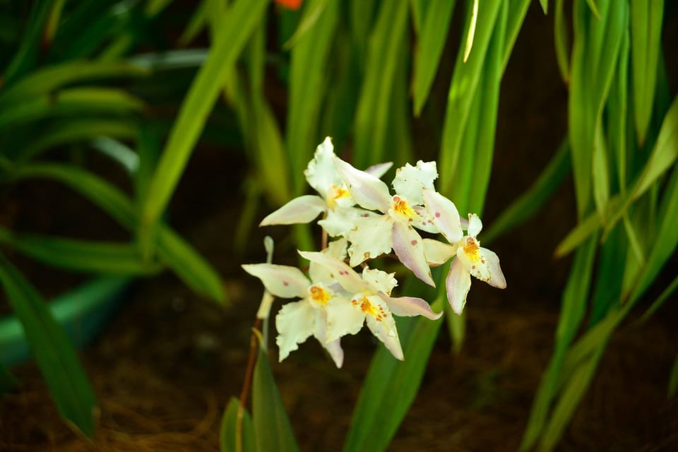 Medellín: Botanical Garden and Comuna 4 Tour with Museum | GetYourGuide