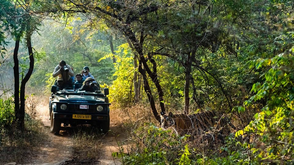 From Delhi: 3-Day Wildlife Trip to Jim Corbett National Park | GetYourGuide