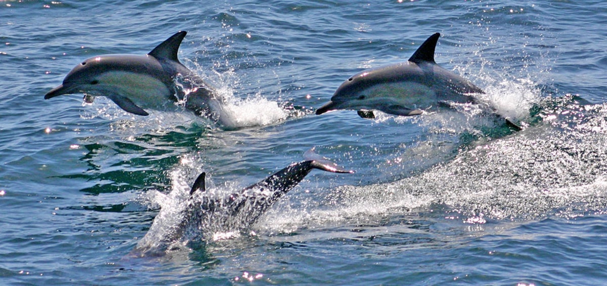 Sydney: Port Stephens Dolphin Cruise & Sandboarding Day Trip | GetYourGuide