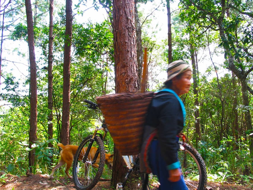 Chiang Mai: Descenso en bicicleta de montaña por el Parque Nacional de ...