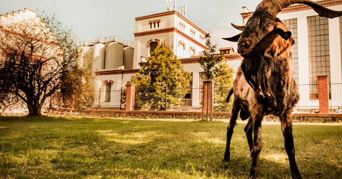Velke Popovice: zwiedzanie browaru Kozel z degustacją piwa | GetYourGuide