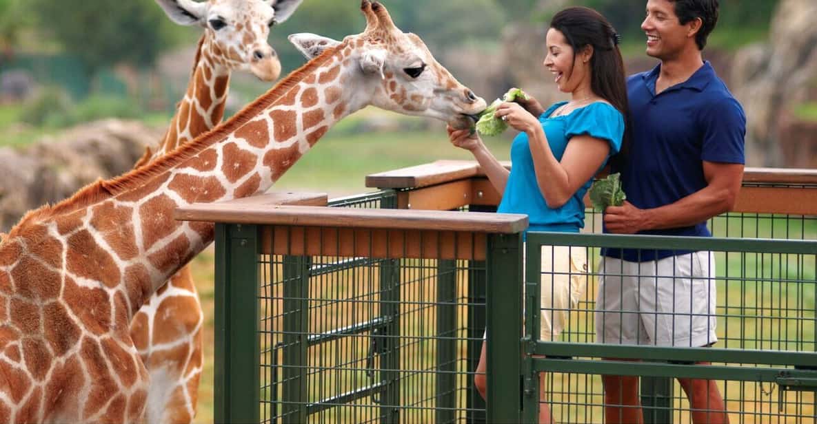 Tampa Bay: Serengeti Safari Tour | GetYourGuide