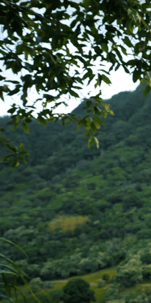 Oahu: Kualoa Open Air Jungle Expedition Tour | GetYourGuide