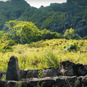 Oahu: Kualoa Open Air Jungle Expedition Tour | GetYourGuide