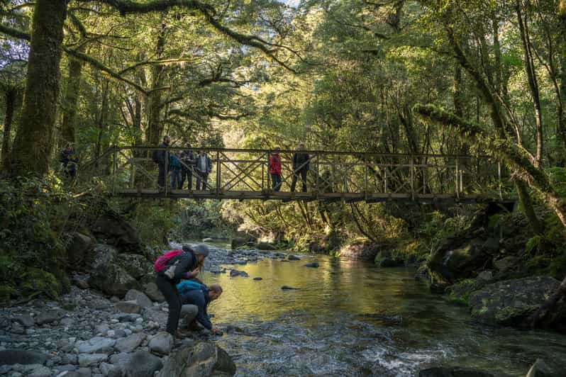 Milford Sound: Half-Day Guided Milford Track Walk | GetYourGuide