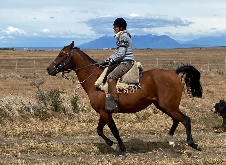 Puerto Natales: Horseback Riding for Experienced Riders | GetYourGuide