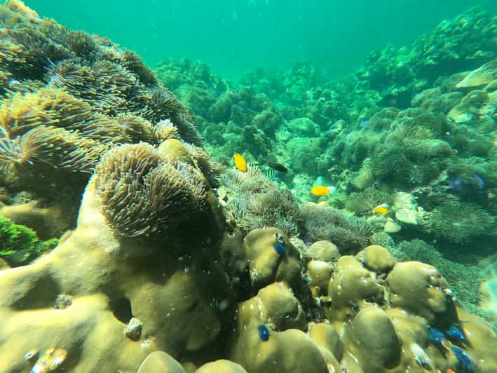 Koh Lipe: Outer Islands Snorkeling Trip by Longtail Boat | GetYourGuide