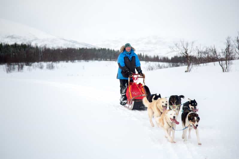 Tromso: 8-Day Dog Sledding Expedition with Alaskan Huskies | GetYourGuide