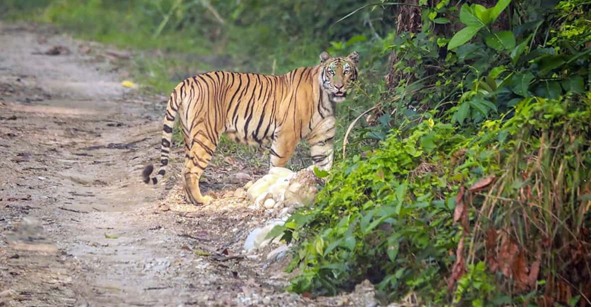 Kathmandu: 3-Day Chitwan Jungle Safari Tour with Meals | GetYourGuide