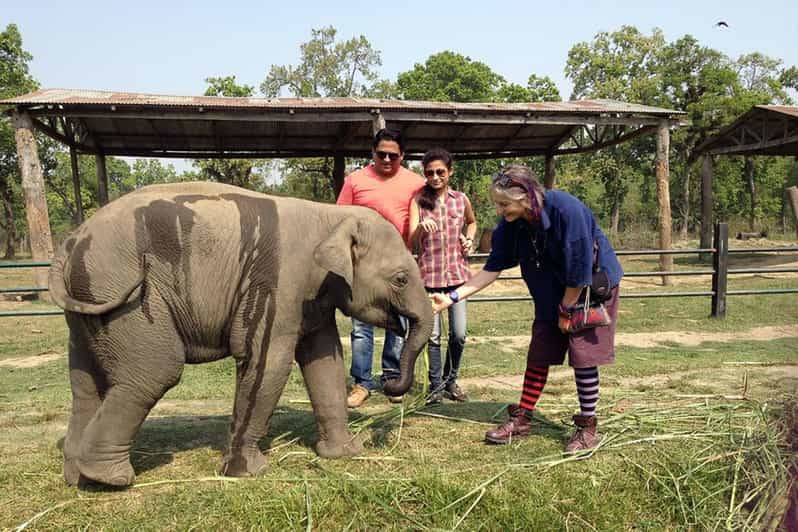 Kathmandu: 3-Day Chitwan Jungle Safari Tour with Meals | GetYourGuide