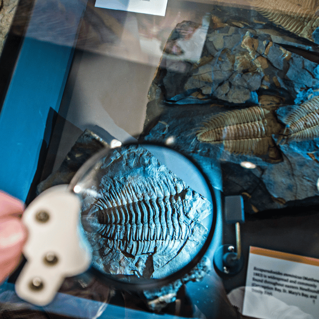 Manuels River: Guided Fossil Hiking Tour | GetYourGuide