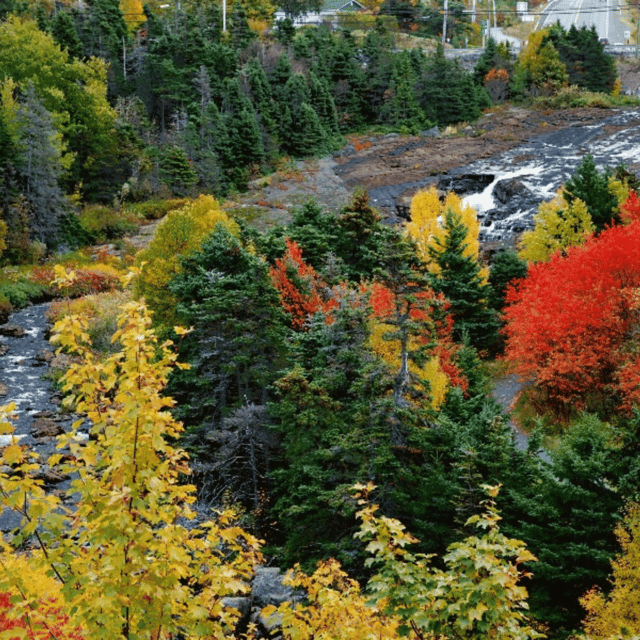 Manuels River: Guided Fossil Hiking Tour | GetYourGuide