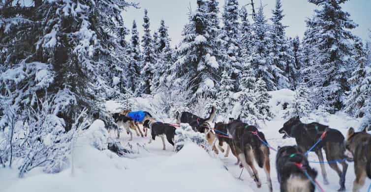 Fairbanks: Dog Sledding Adventure Tour with Transportation | GetYourGuide