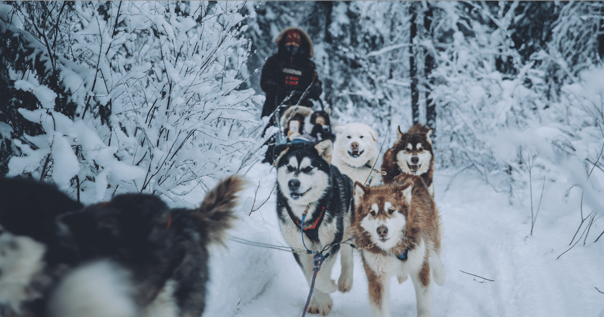 Fairbanks: Dog Sledding Adventure Tour with Transportation | GetYourGuide