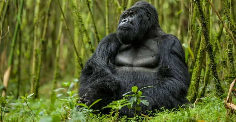 Parco nazionale dei Vulcani, Ruanda Tour privati: il MEGLIO del 2023 ...