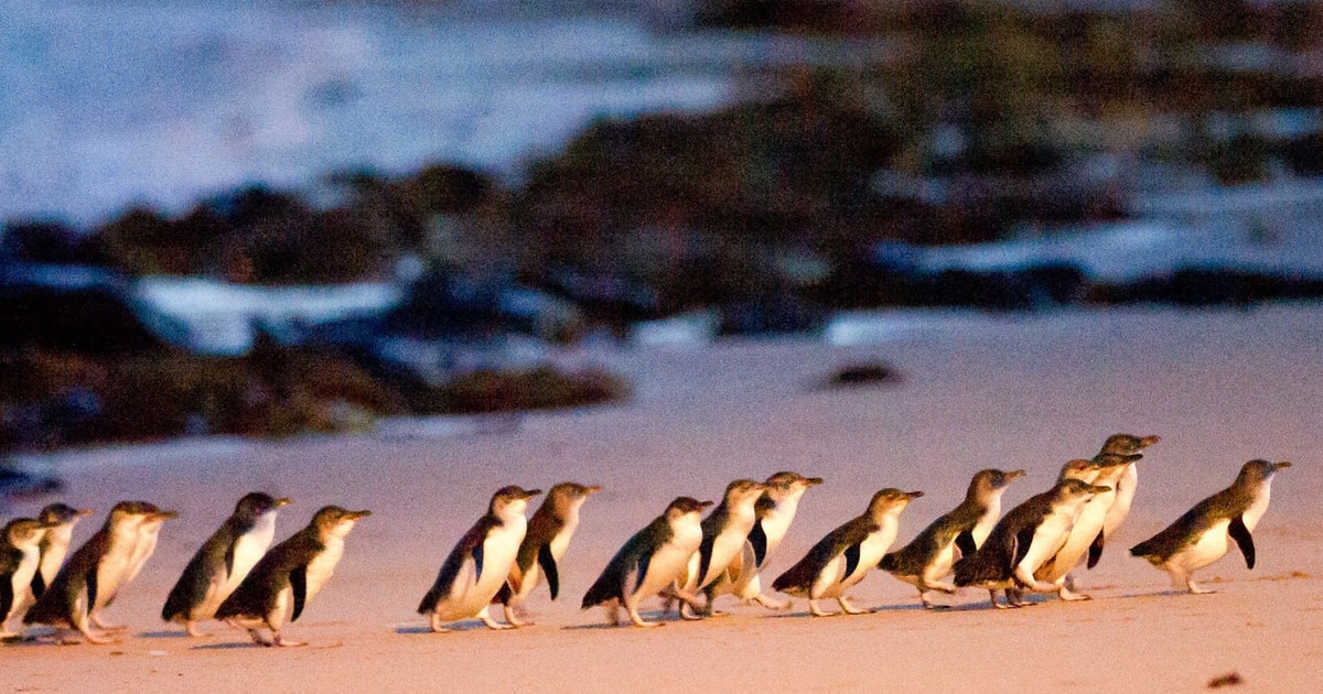 Melbourne: Tour dei vini, della fauna selvatica e dei pinguini di ...