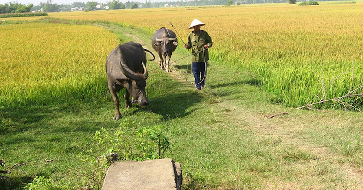 From Hoi An: Half-Day Tra Que Vegetable Village Bike Tour | GetYourGuide