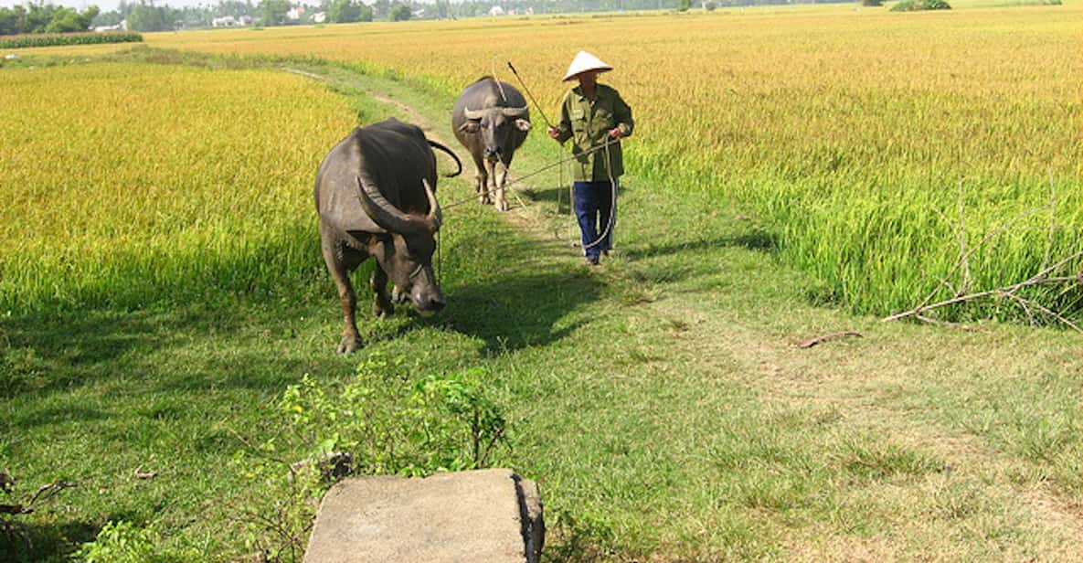 From Hoi An: Half-Day Tra Que Vegetable Village Bike Tour | GetYourGuide
