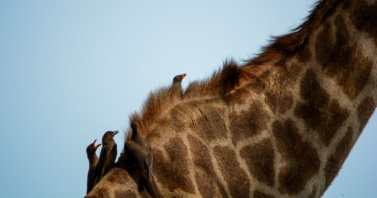 Desde Arusha: Excursión de un día al Parque Nacional de Arusha ...