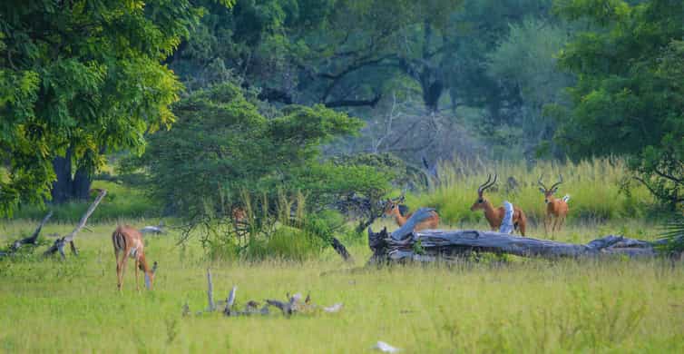 Desde Arusha: Excursión de un día al Parque Nacional de Arusha ...