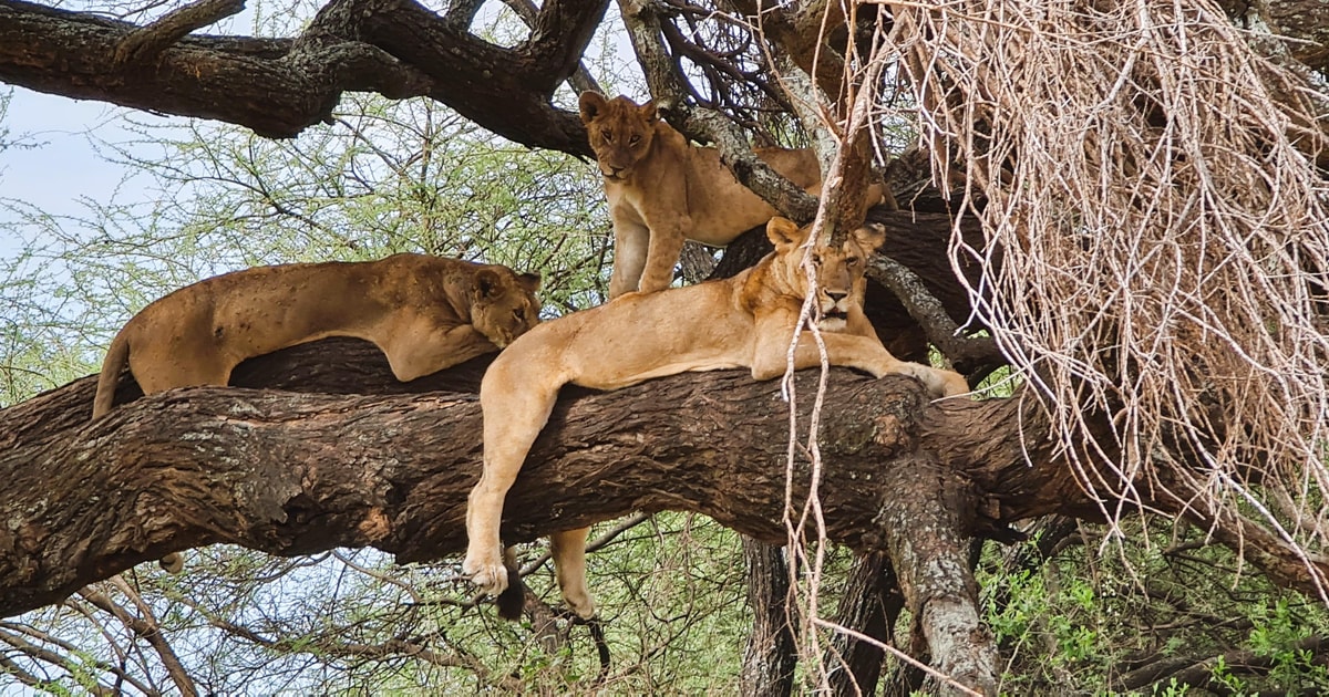 Da Arusha: Escursione di un giorno al Parco Nazionale del Lago Manyara ...