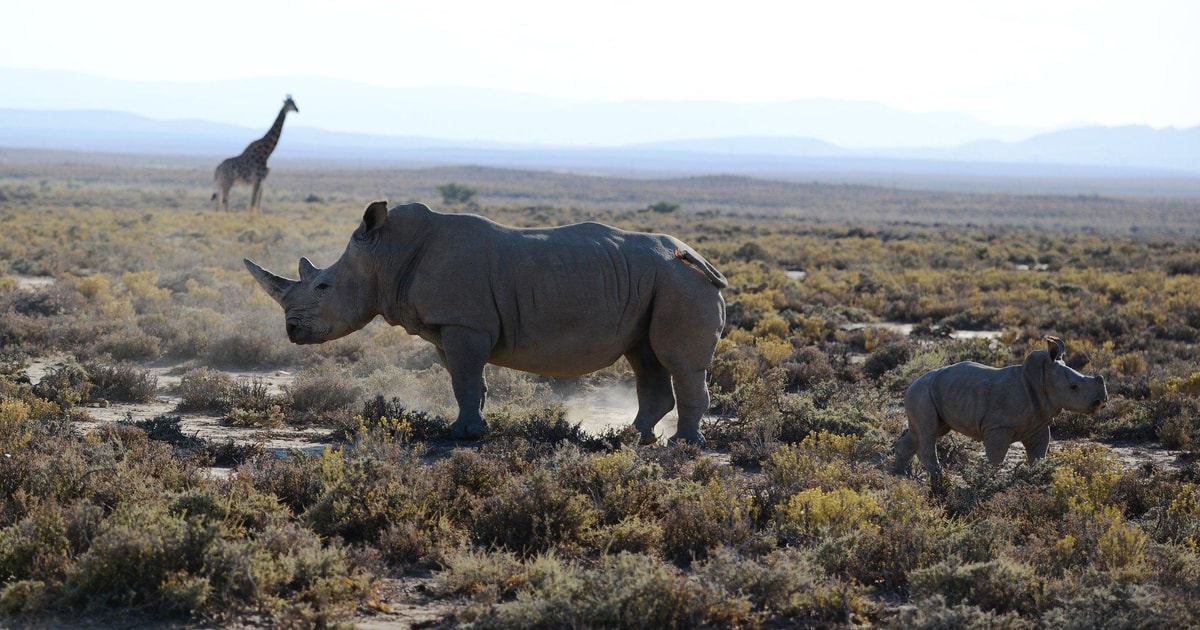 Arusza: Jednodniowe safari w kraterze Ngorongoro z transferem i ...