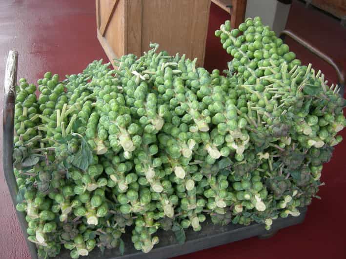 Monterey County Salinas Valley Farm Tour | GetYourGuide