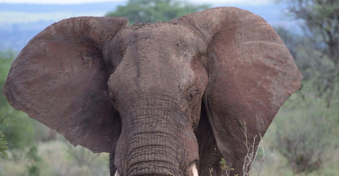 Tagestour nach Tsavo Ost von Malindi aus | GetYourGuide