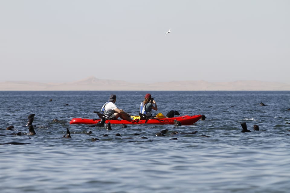 Pelican Point: Kayak with Seals Experience | GetYourGuide