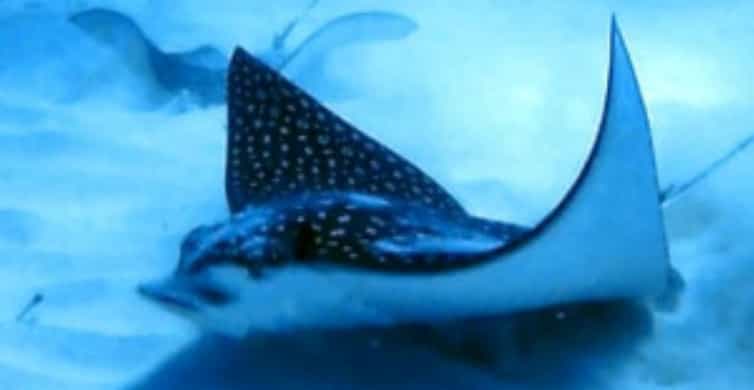 Buceando Mahahual Costa Maya, Mahahual - Book Tickets & Tours ...