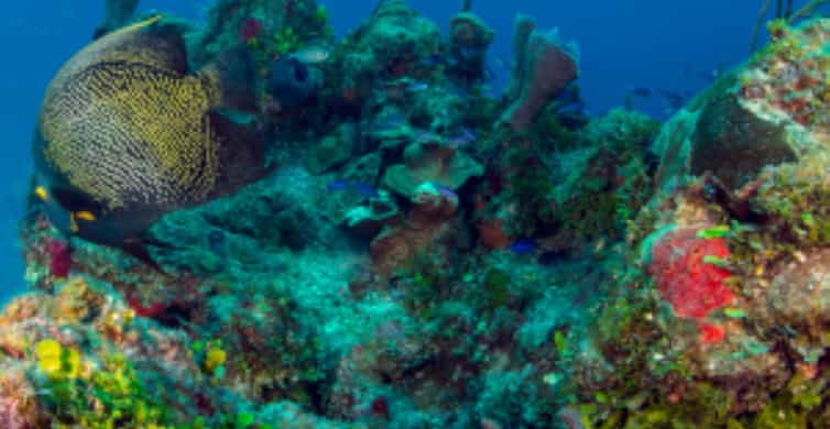 Buceando Mahahual Costa Maya, Mahahual - Book Tickets & Tours ...