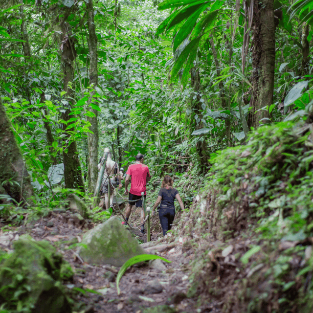 La Fortuna: 12 Canopy Zip Lines and Forest Walk Guided Trip | GetYourGuide
