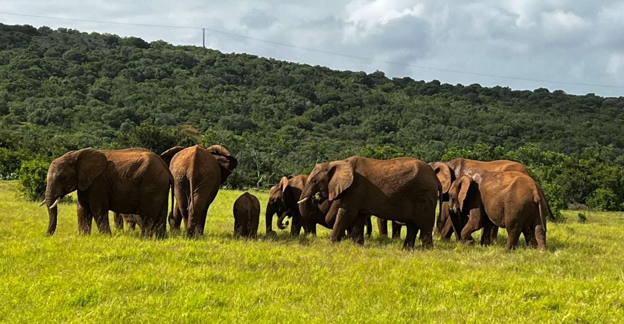 Addo Elephant Park Full Day Safari And Shore Excursion | Day Trip in ...