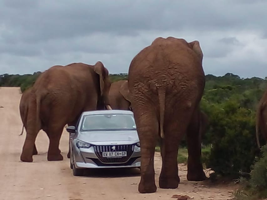 Addo Elephant Park Full Day Safari And Shore Excursion | GetYourGuide