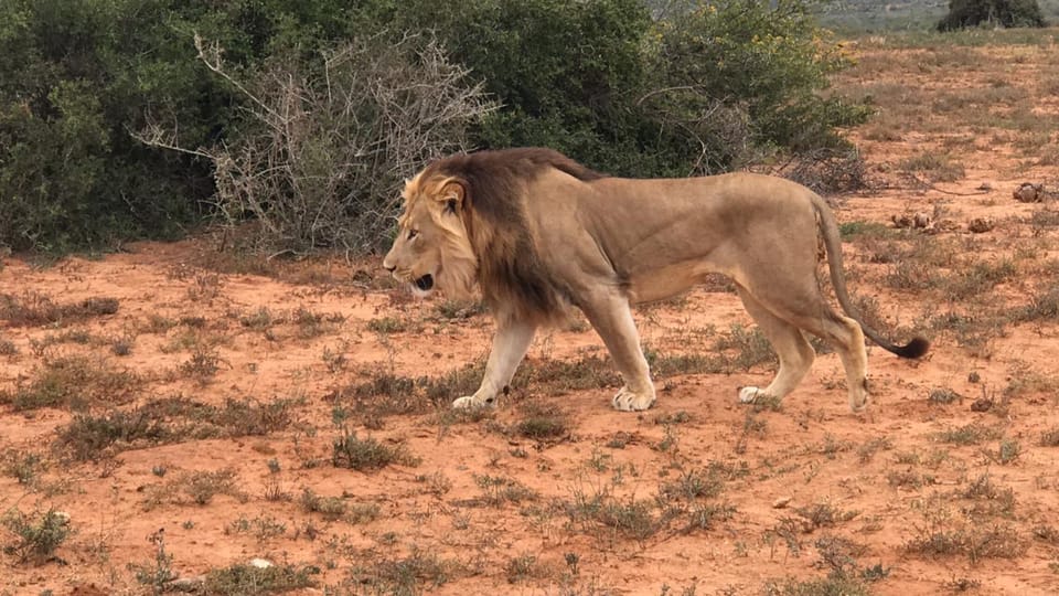 Addo Elephant Park Full Day Safari And Shore Excursion | GetYourGuide