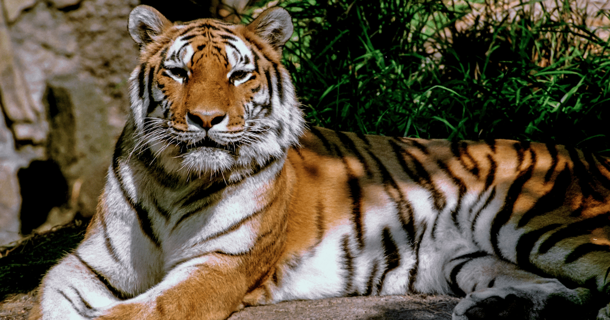 BARDIA-NATIONALPARK-SAFARI "BENGALISCHER TIGER" (SEIT 1988) - 7 TAGE ...