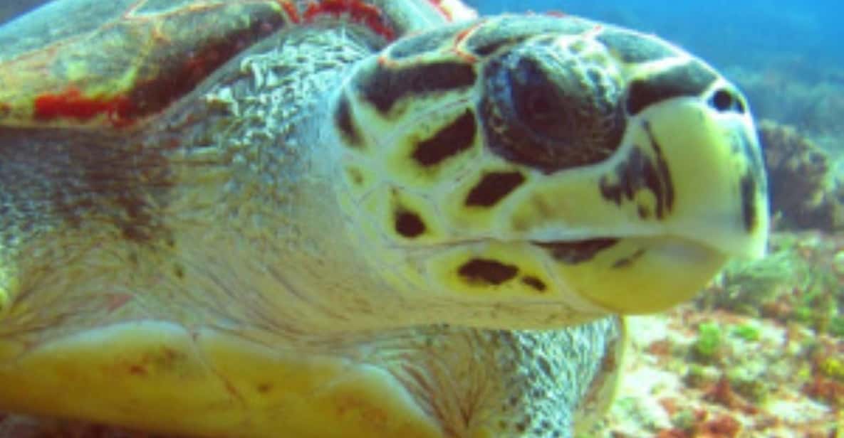 Mahahual: Sea Turtles Diving Experience | GetYourGuide
