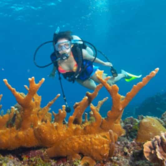 Mahahual: Sea Turtles Diving Experience | GetYourGuide