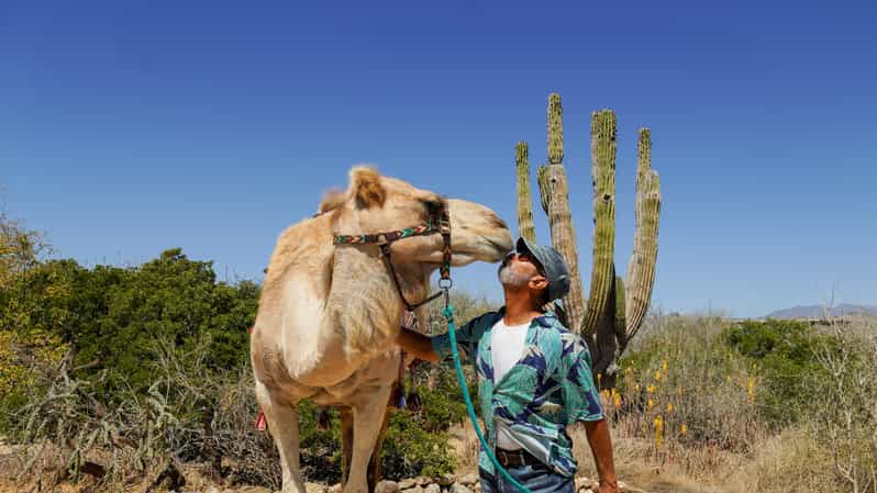 Cabo: Todo Santos Tour with Camel Ranch, Tequila and Lunch | GetYourGuide
