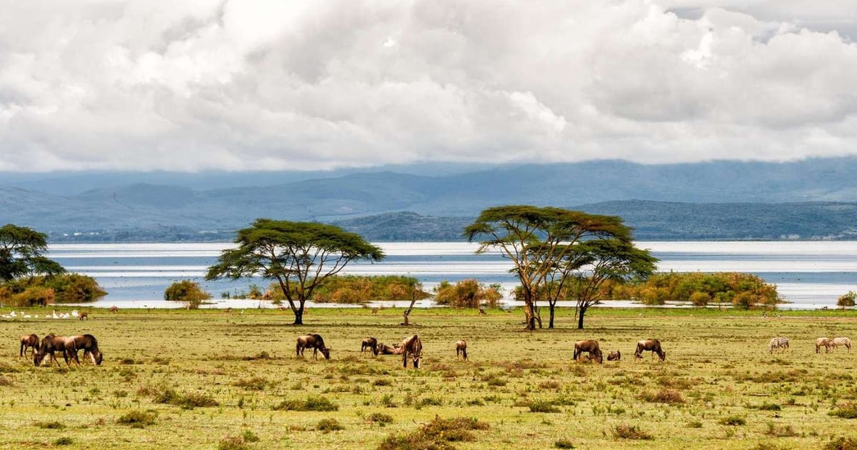 Desde Nairobi Excursión de un día con guía al Parque Nacional del Lago ...